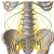 Hernia Nucleus Pulposi (Rughernia) - Osteopathie, Mesologie ...